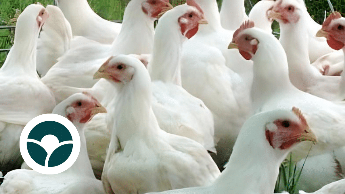 More Campylobacter Found In Norway S Chicken Flocks